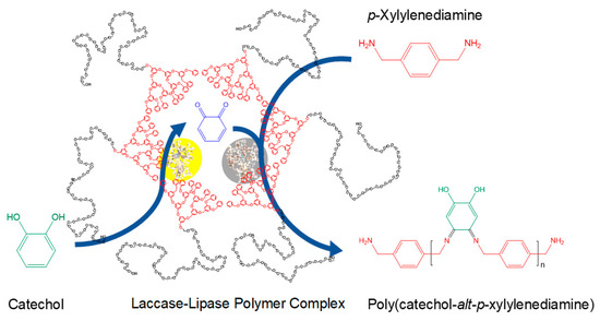 Enzymes in “Green” Synthetic Chemistry: Laccase and Lipase