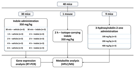 Unraveling the Dynamics of Host–Microbiota Indole Metabolism: An Investigation of Indole ...