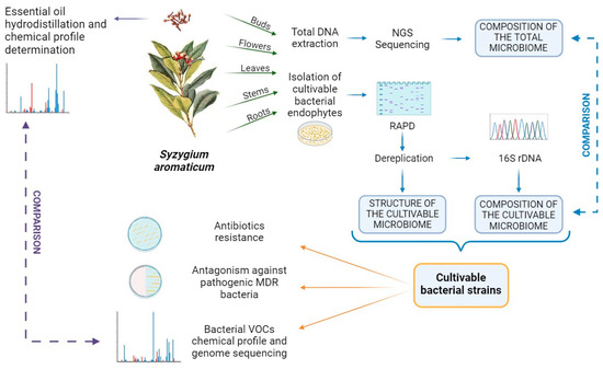 Molecules | Free Full-Text | Antimicrobial Activity of Syzygium aromaticum Essential Oil in ...