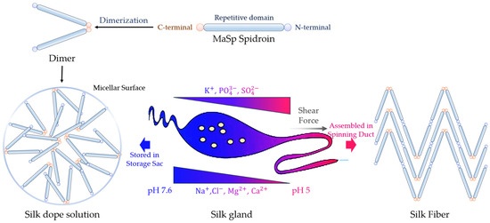 Molecules | Free Full-Text | Influence of Spider Silk Protein Structure ...