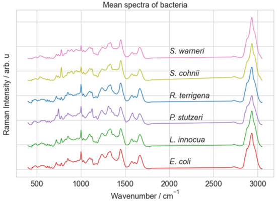 Siamese Networks for Clinically Relevant Bacteria Classification Based on Raman Spectroscopy