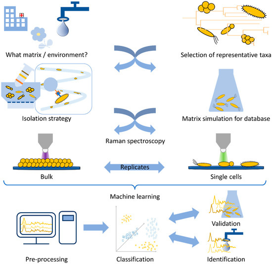 Illuminating the Tiny World: A Navigation Guide for Proper Raman ...