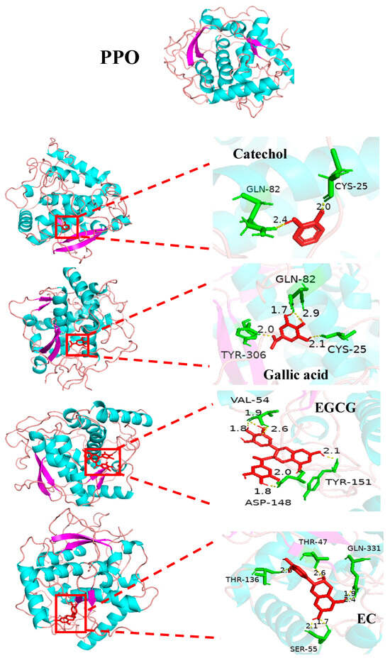 Purification and Biochemical Characterization of Polyphenol Oxidase ...