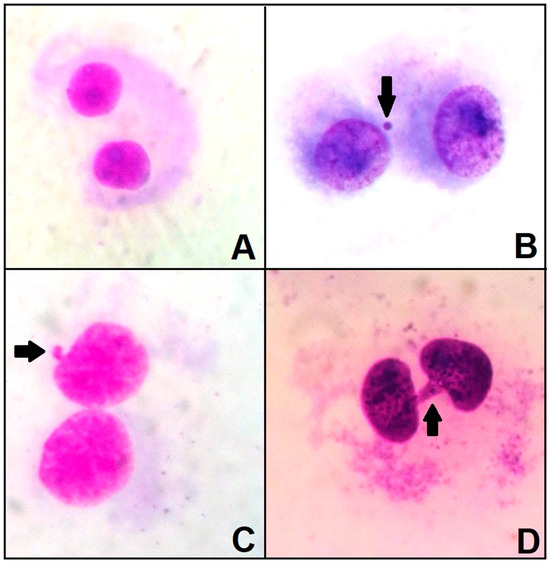 Anticancer Potential and Safety Profile of β-Lapachone In Vitro