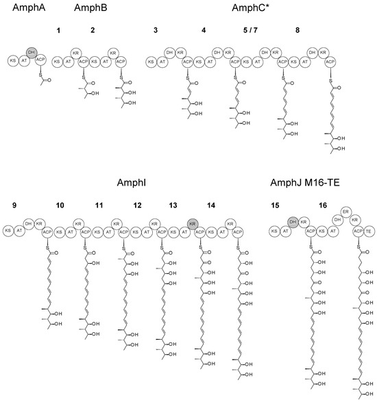 Characterisation of Modular Polyketide Synthases Designed to Make Pentaene Analogues of ...