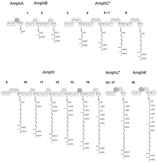 Characterisation of Modular Polyketide Synthases Designed to Make ...