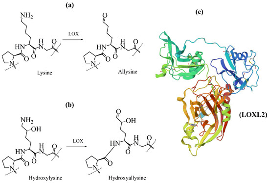 Glycosylation Modulates the Structure and Functions of Collagen: A Review