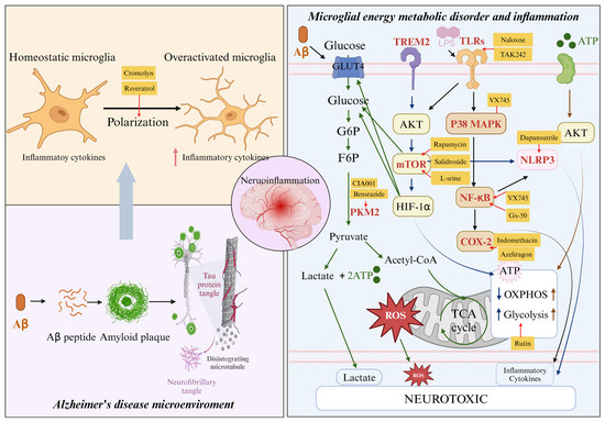 Neuroinflammation of Microglial Regulation in Alzheimer’s Disease ...