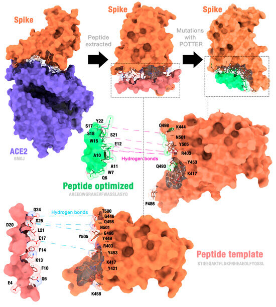An Approach for Engineering Peptides for Competitive Inhibition of the ...