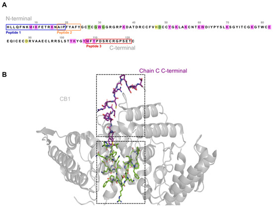 3-NAntC: A Potent Crotoxin B-Derived Peptide against the Triple ...