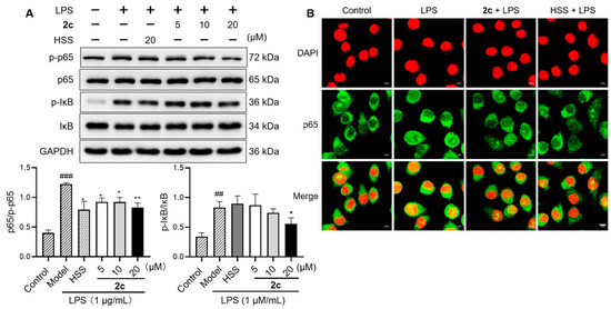 Synthesis, Anti-Inflammatory Activities, and Molecular Docking Study of ...