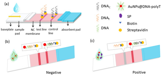 The Development of Aptamer-Based Gold Nanoparticle Lateral Flow Test ...