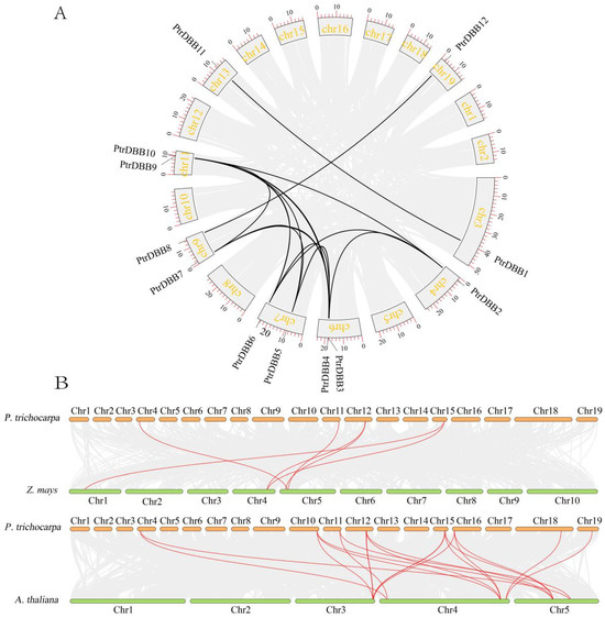Molecules | Free Full-Text | The DBB Family in Populus trichocarpa ...