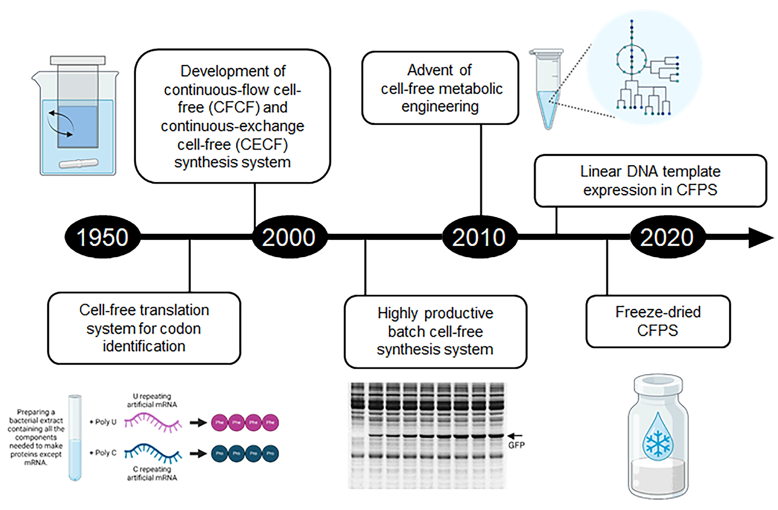 Cell-Free Synthesis: Expediting Biomanufacturing of Chemical and ...