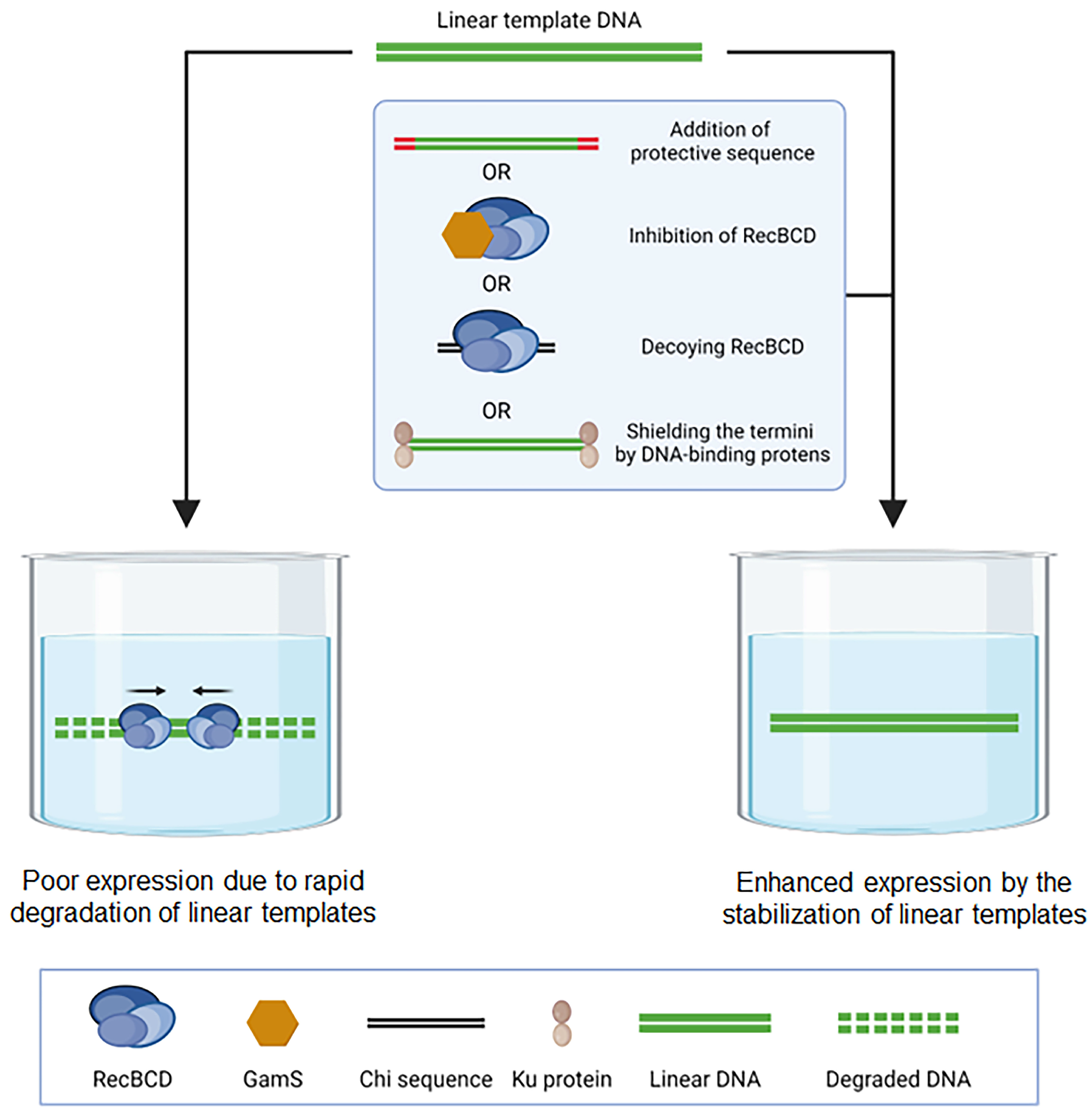 Cell-Free Synthesis: Expediting Biomanufacturing of Chemical and ...
