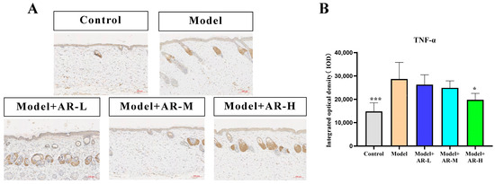 The Effect of α-Arbutin on UVB-Induced Damage and Its Underlying Mechanism