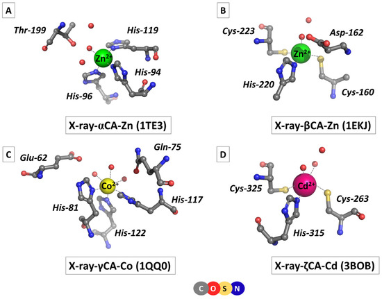 Carbonic Anhydrases: Different Active Sites, Same Metal Selectivity Rules
