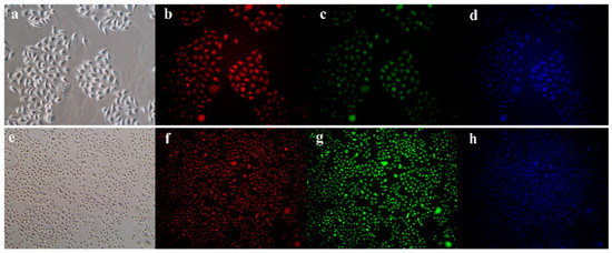Carbon Quantum Dots: Properties, Preparation, and Applications