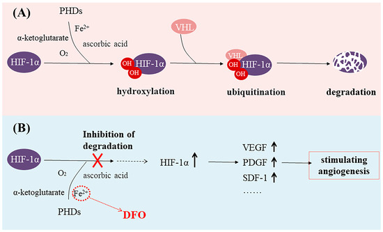 Application of Deferoxamine in Tissue Regeneration Attributed to ...