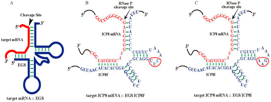 Molecules | Free Full-Text | External Guide Sequence Effectively ...