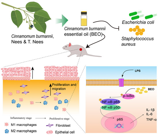 Application of Cinnamomum burmannii Essential Oil in Promoting Wound ...