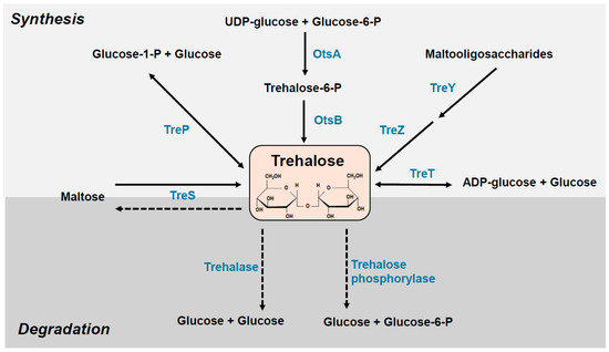 Intracellular Protective Functions and Therapeutical Potential of Trehalose