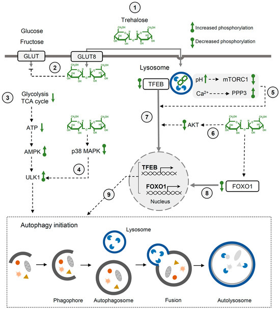 Intracellular Protective Functions and Therapeutical Potential of Trehalose