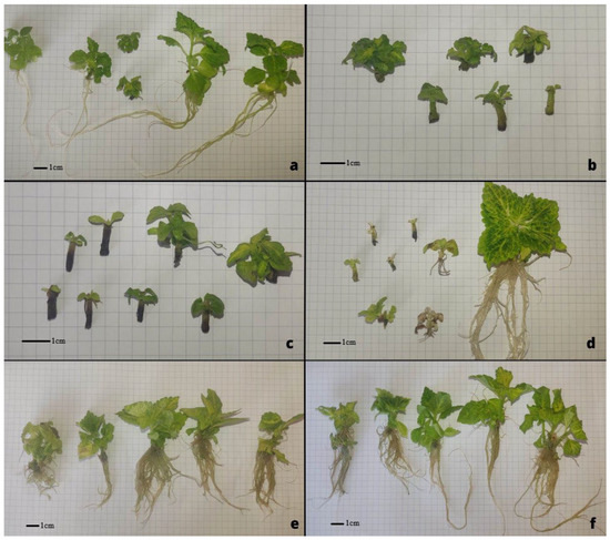 Plant In Vitro Cultures of Coleus scutellarioides (L.) Benth. “Electric ...