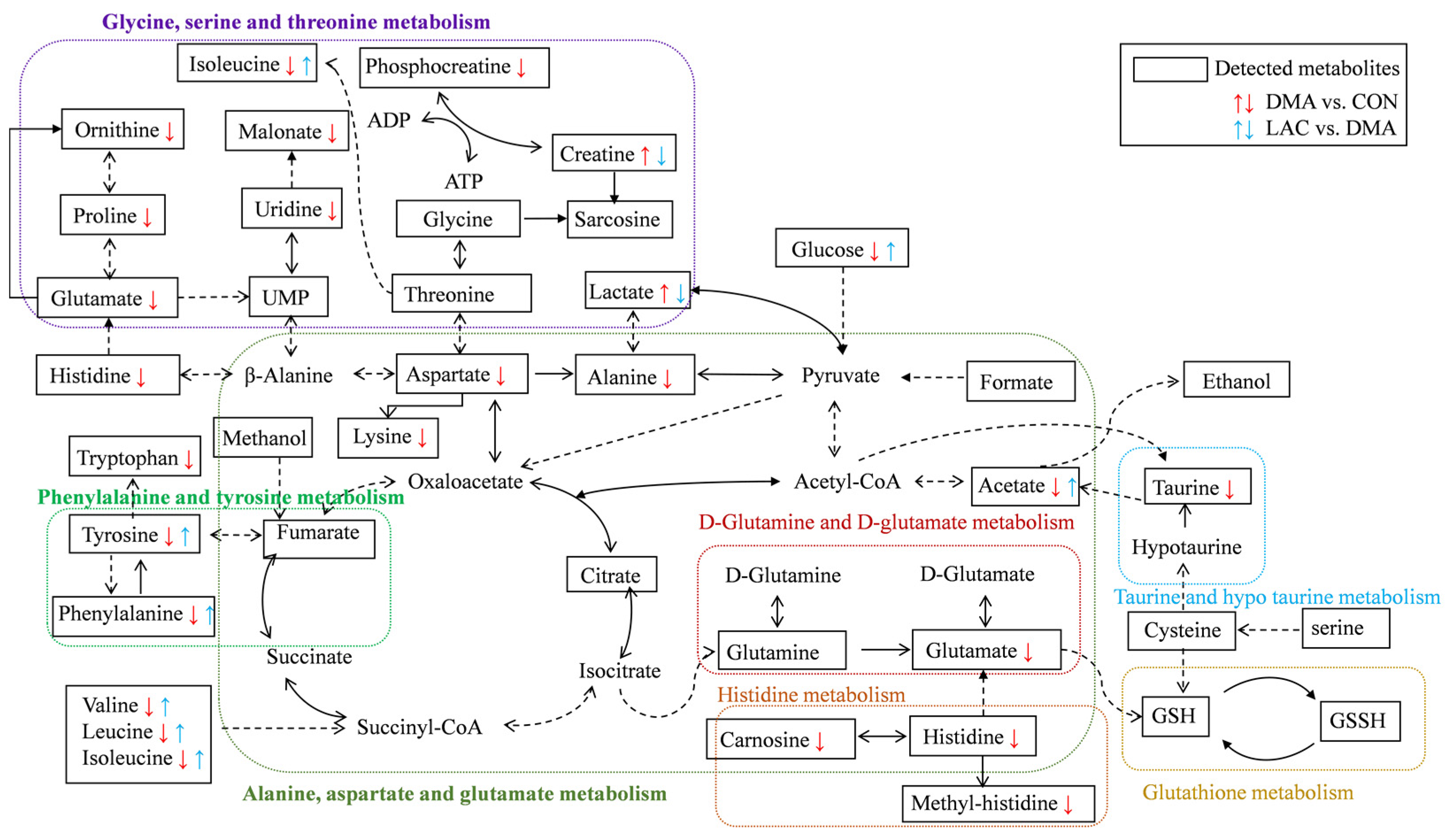 Deciphering the Therapeutic Role of Lactate in Combating Disuse-Induced ...
