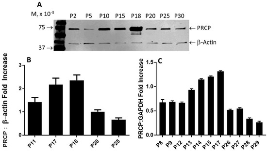 Increased Prolylcarboxypeptidase Expression Can Serve as a Biomarker of ...