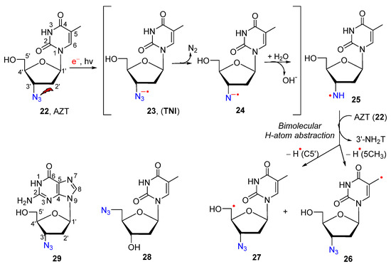 Nitrogen-Centered Radicals Derived from Azidonucleosides