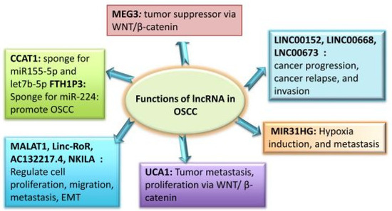 Molecules | Free Full-Text | Molecular and Therapeutic Roles of Non ...