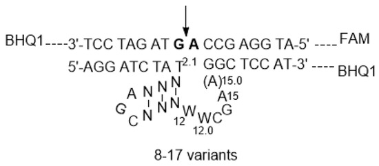 The Programmable Catalytic Core of 8-17 DNAzymes
