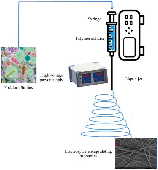 Encapsulation of Probiotics within Double/Multiple Layer Beads/Carriers ...