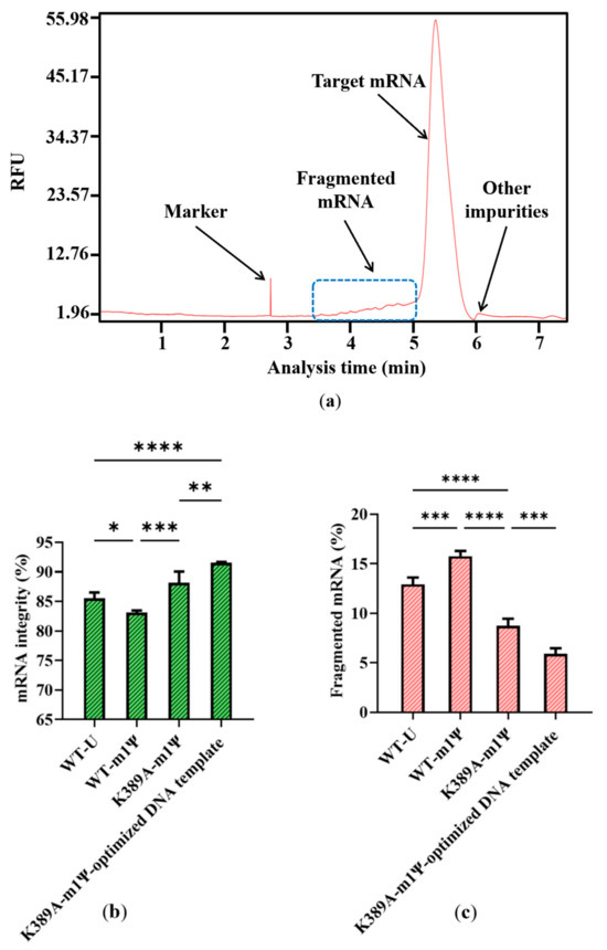 Effective Synthesis of High-Integrity mRNA Using In Vitro Transcription