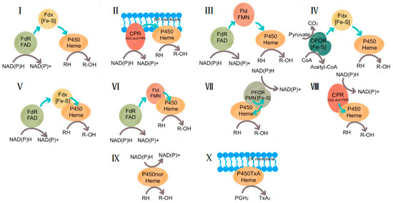 Engineering Electron Transfer Pathway of Cytochrome P450s
