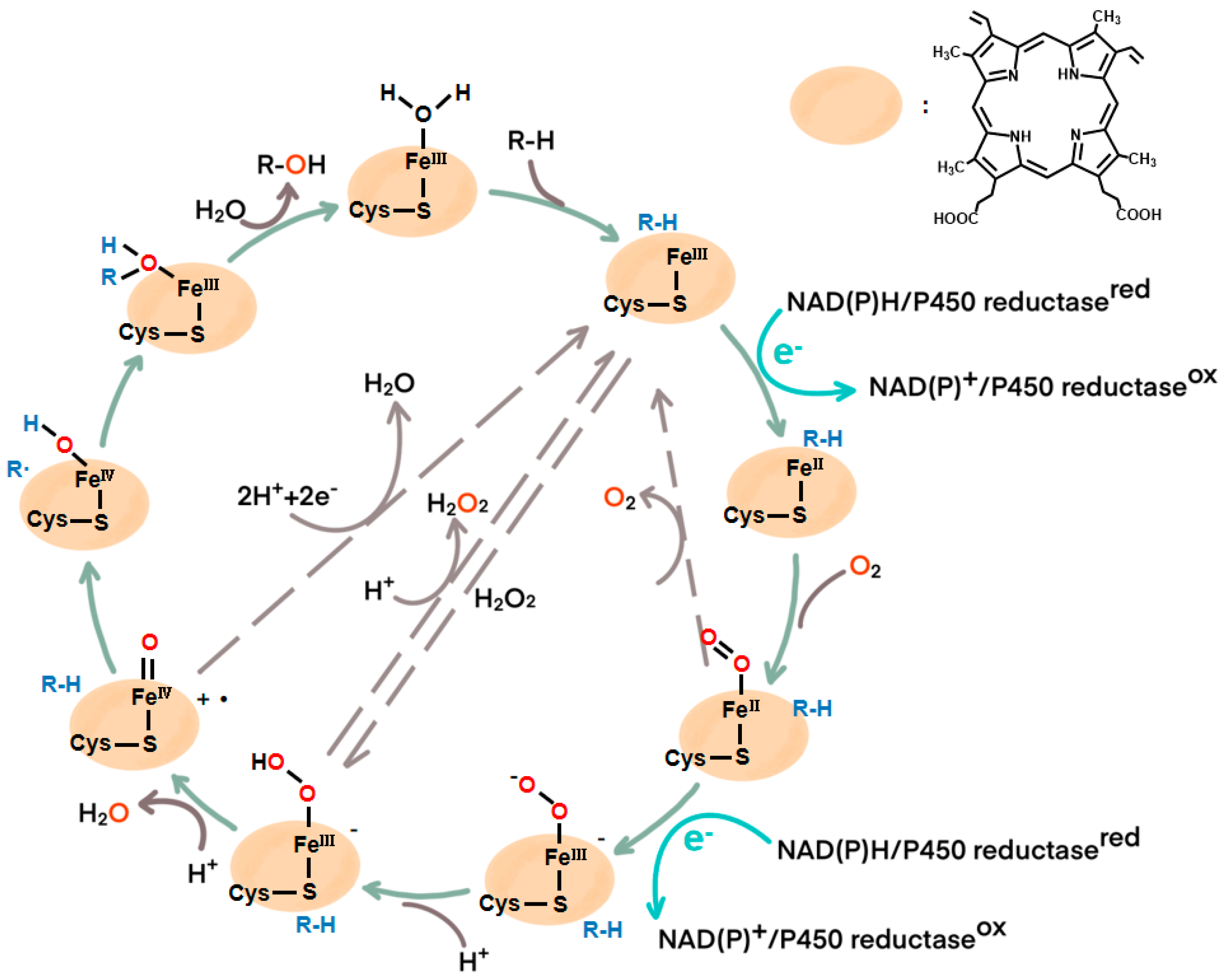 Engineering Electron Transfer Pathway of Cytochrome P450s