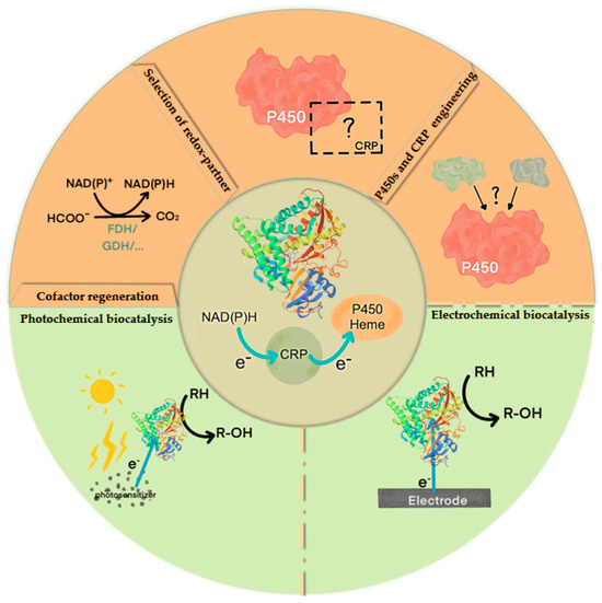 Engineering Electron Transfer Pathway of Cytochrome P450s