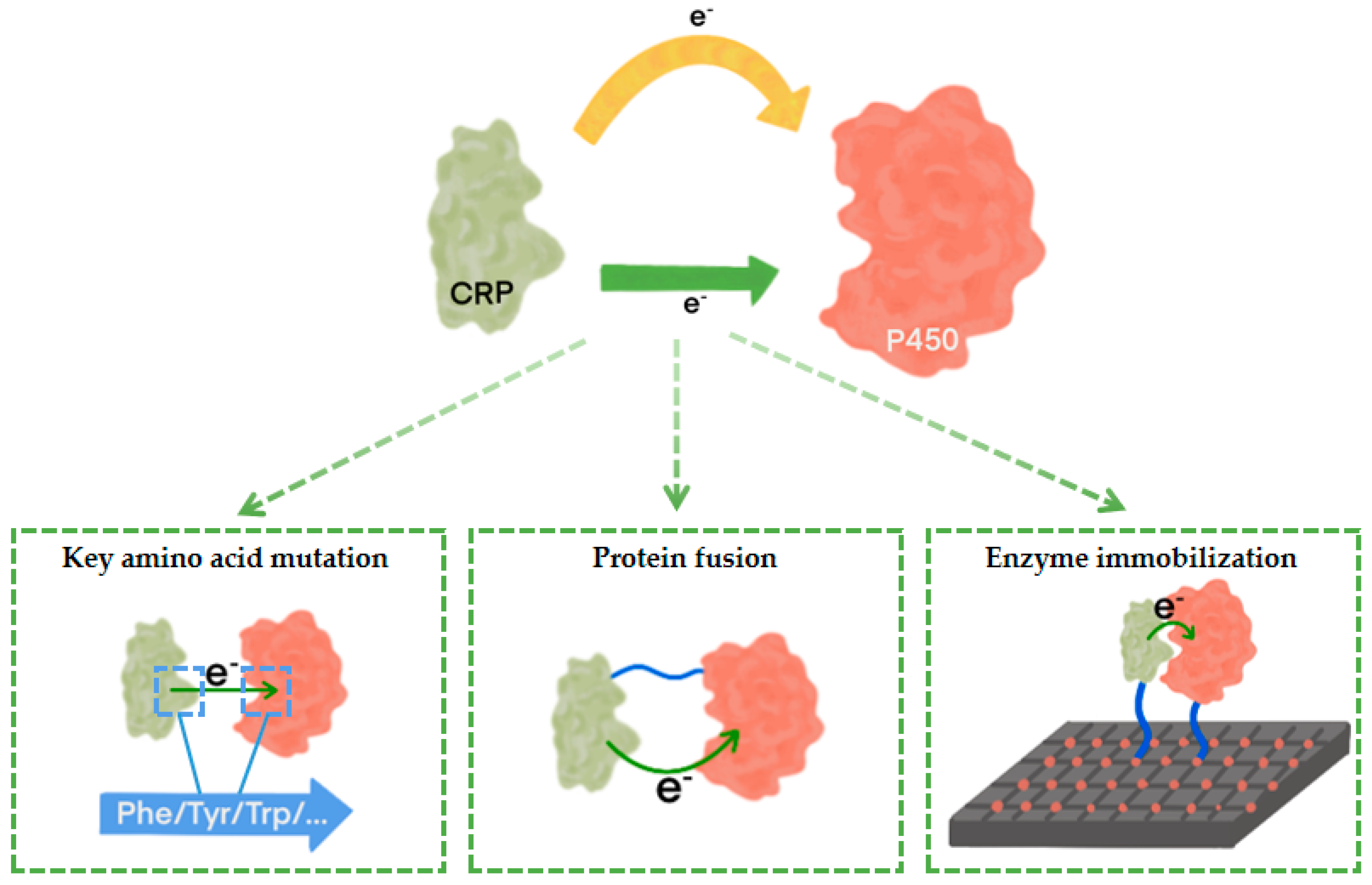 Engineering Electron Transfer Pathway of Cytochrome P450s