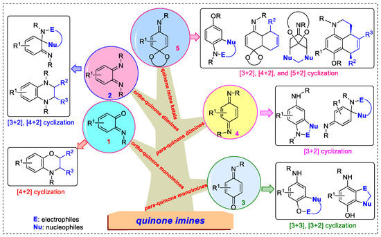 Recent Advances in the Domino Annulation Reaction of Quinone Imines