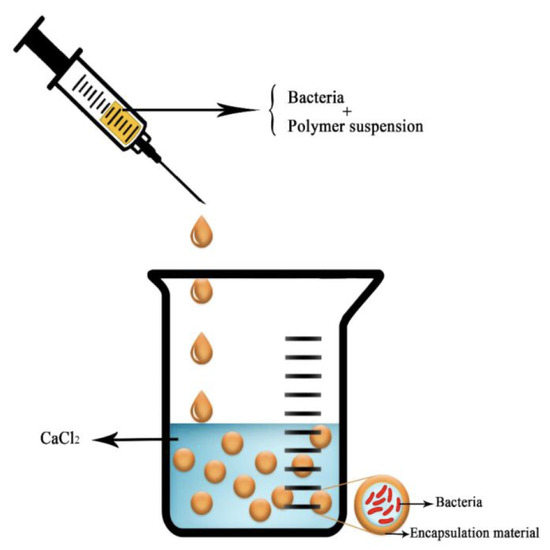 Encapsulation in Alginates Hydrogels and Controlled Release: An Overview