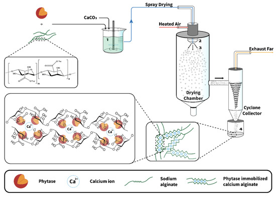 Encapsulation in Alginates Hydrogels and Controlled Release: An Overview