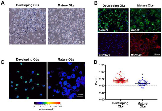 Advances in Organic Fluorescent Probes for Intracellular Zn2+ Detection and Bioimaging