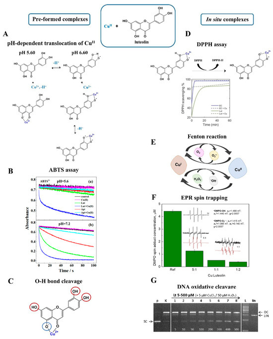 Metal–Flavonoid Interactions—From Simple Complexes to Advanced Systems