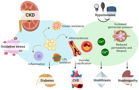 Exploring the Role of Phenolic Compounds in Chronic Kidney Disease: A ...