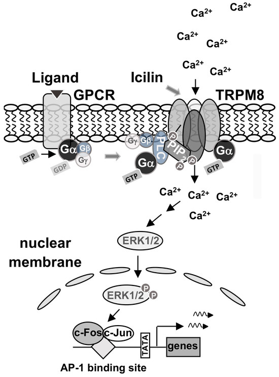 Signal Transduction of Transient Receptor Potential TRPM8 Channels ...