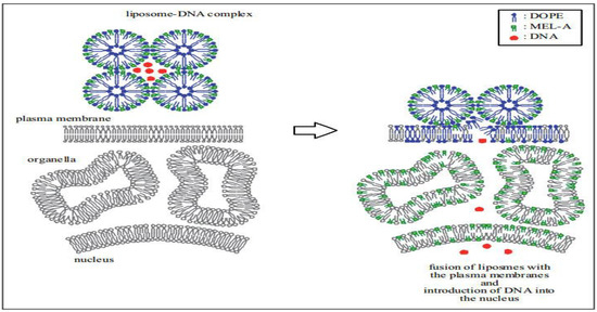 Application of Biosurfactants in Medical Sciences