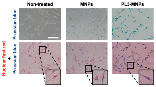 Molecules | Free Full-Text | In Vitro Study of Tumor-Homing Peptide-Modified Magnetic ...