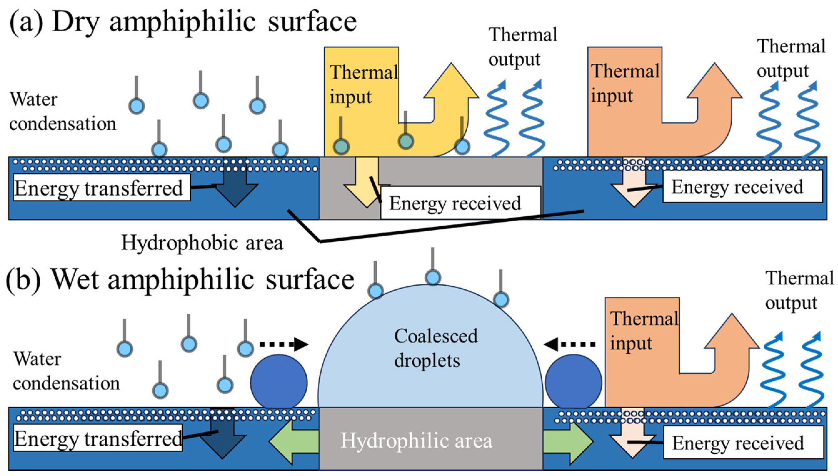 An Amphiphilic Surface with Improved Thermal Radiation for Water Harvesting