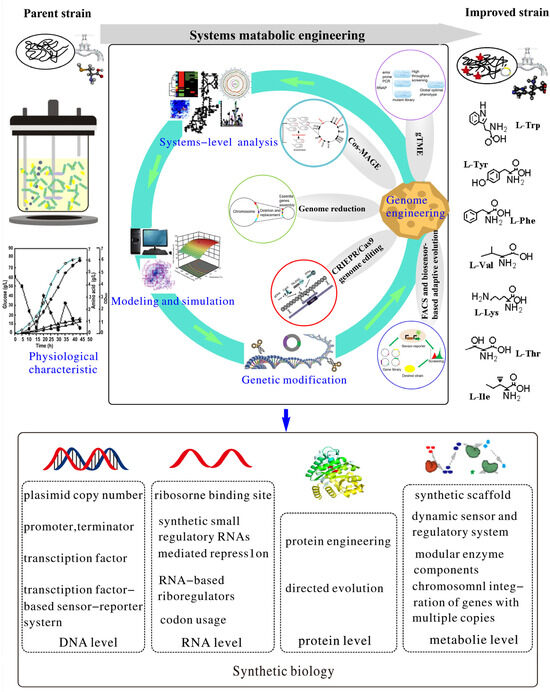 Molecules | Free Full-Text | Recent Advances in Metabolic Engineering for the Biosynthesis of ...